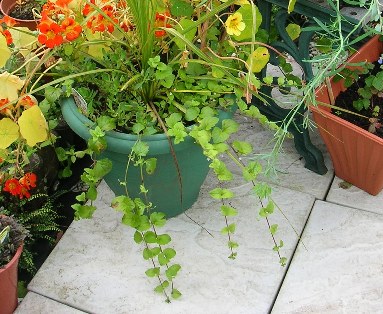 The Awesome Indian Mint – themagnoliatreeblog