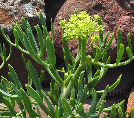 My Secret Seeds – themagnoliatreeblog